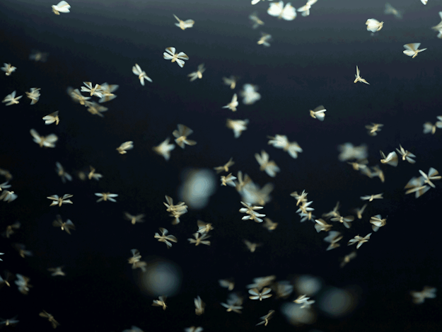 Warum fliegen Motten immer zum Licht? | Berliner Rundfunk Warum fliegen Motten immer zum Licht? | Berliner Rundfunk