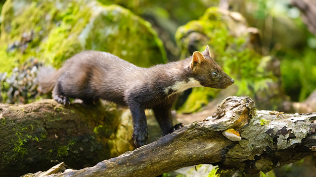 Warum zerbeißen MARDER so häufig Schläuche/Kabel in Autos | Berliner ...